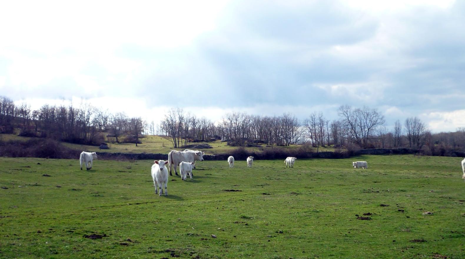 Farm with land for sale on 37768, Valdelacasa, TR92260